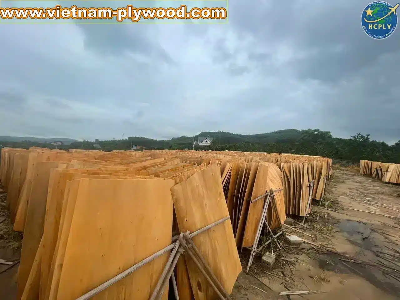 Core Veneer Vietnam – Acacia & Eucalyptus Plywood Core Exporter | HCPLY